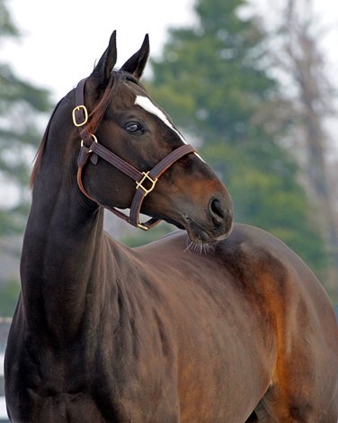 Zenyatta Loses 2021 Foal by Candy Ride - BloodHorse