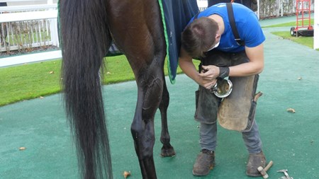 Subjectivist (GB) - Horse Profile - BloodHorse