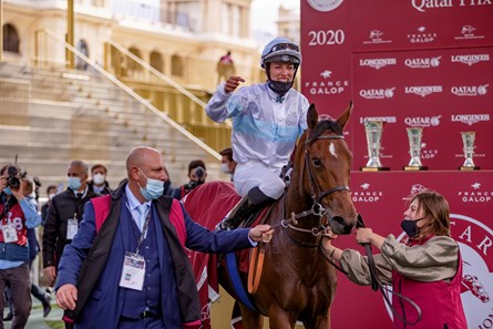 Tiger Tanaka (IRE) - Horse Profile - BloodHorse