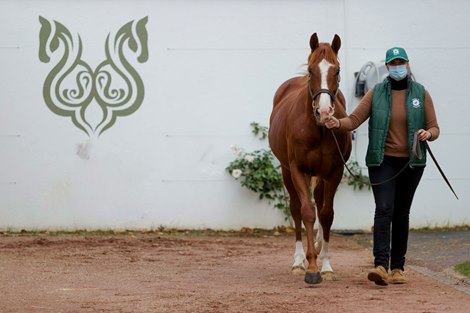 Yearling Circuit Rolls at Arqana's October Sale - BloodHorse