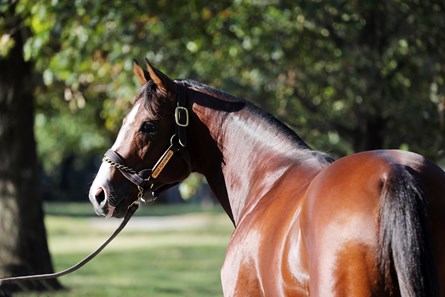 Oscar Performance - Horse Profile - BloodHorse