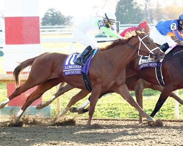 Monomoy Girl - Horse Profile - BloodHorse