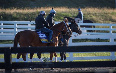 Monomoy Girl - Horse Profile - BloodHorse