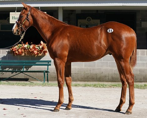 Justify Colt Bears Striking Resemblance to Famed Sire - BloodHorse