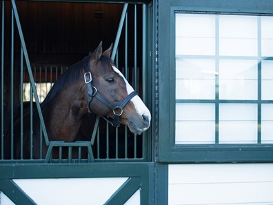 Into Mischief - Horse Profile - BloodHorse