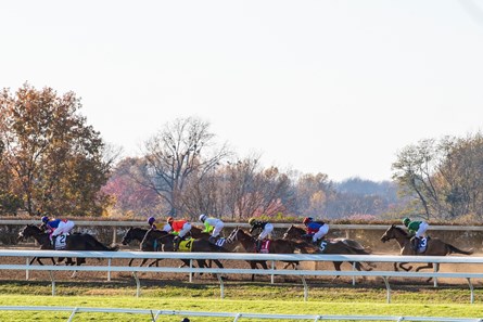 Monomoy Girl - Horse Profile - BloodHorse