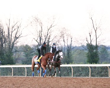 Improbable - Horse Profile - BloodHorse