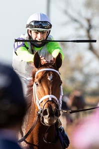 Monomoy Girl - Horse Profile - BloodHorse