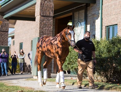 Improbable - Horse Profile - BloodHorse
