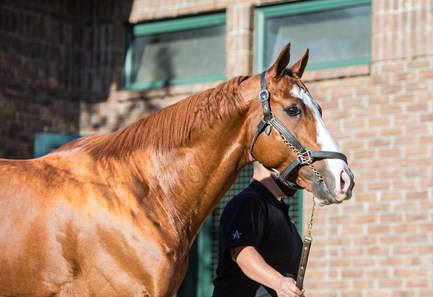 Improbable - Horse Profile - BloodHorse