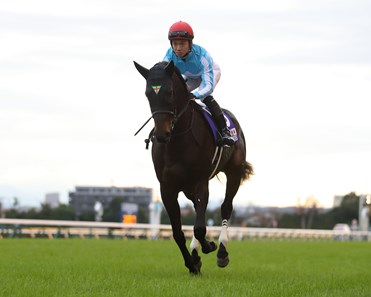 Daring Tact (JPN) - Horse Profile - BloodHorse