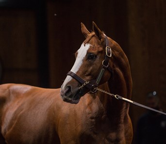 Improbable - Horse Profile - BloodHorse