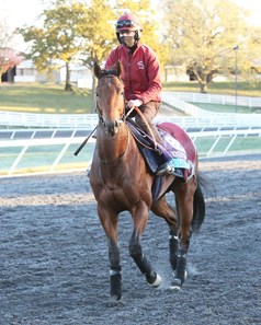 The Lir Jet (IRE) - Horse Profile - BloodHorse