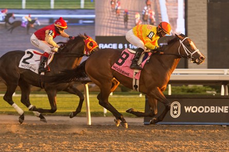 Stephen - Horse Profile - BloodHorse