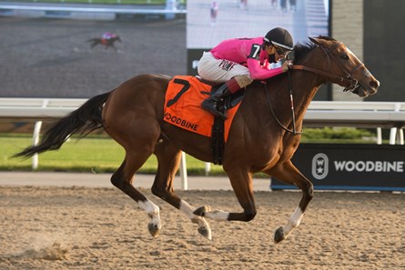 Heavenly Curlin - Horse Profile - BloodHorse