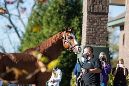 Improbable - Horse Profile - BloodHorse