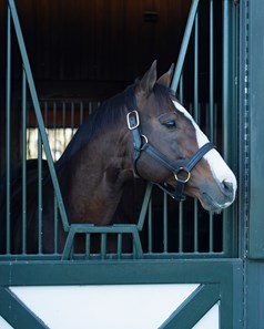 Into Mischief - Horse Profile - BloodHorse