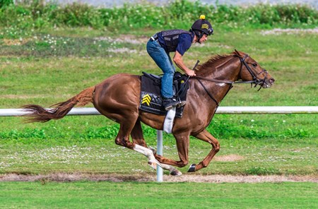 Channel Cat - Horse Profile - BloodHorse
