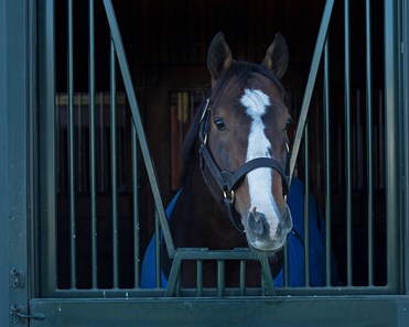 Into Mischief - Horse Profile - BloodHorse