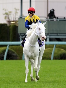 Sodashi (JPN) - Horse Profile - BloodHorse