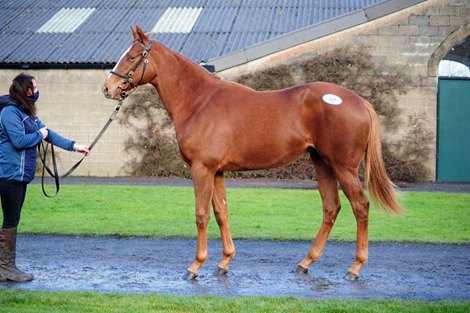 Fillies by Dawn Approach, Belardo Top Tattersalls Sale - BloodHorse