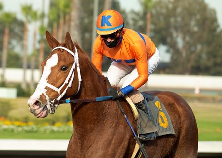 Summer Wind Buys GSW Proud Emma for $1 Million - BloodHorse