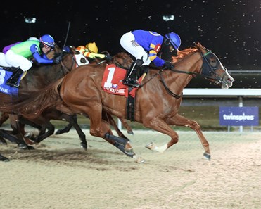 Queen Bridget - Horse Profile - BloodHorse