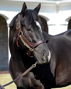 Archarcharch - Horse Profile - BloodHorse