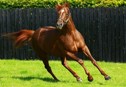 Australia (GB) - Horse Profile - BloodHorse