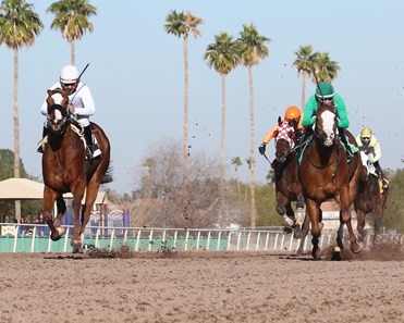 Harking - Horse Profile - BloodHorse