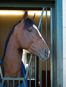 Authentic - Horse Profile - BloodHorse