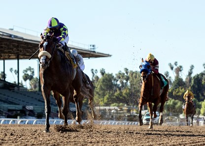 Express Train - Horse Profile - BloodHorse