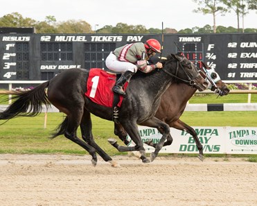 Adios Trippi - Horse Profile - BloodHorse