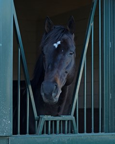 Mor Spirit - Horse Profile - BloodHorse
