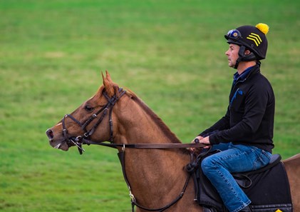 Channel Cat - Horse Profile - BloodHorse