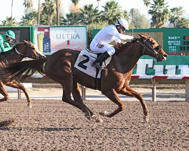 Harking - Horse Profile - BloodHorse