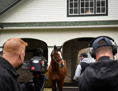 Authentic - Horse Profile - BloodHorse