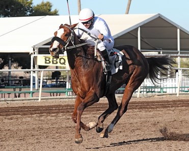 Harking - Horse Profile - BloodHorse