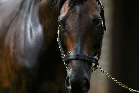 Uncle Mo - Horse Profile - BloodHorse