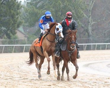 Mystic Guide - Horse Profile - BloodHorse
