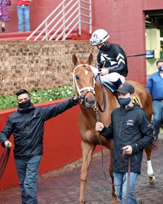 Monomoy Girl - Horse Profile - BloodHorse