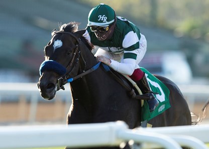 Rock Your World - Horse Profile - BloodHorse