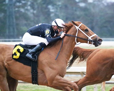Monomoy Girl - Horse Profile - BloodHorse