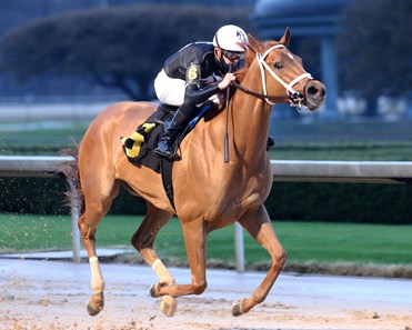 Monomoy Girl - Horse Profile - BloodHorse