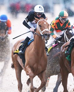 Monomoy Girl - Horse Profile - BloodHorse