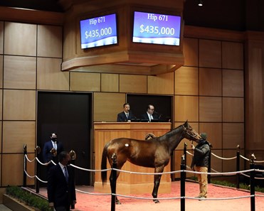 Gold Standard - Horse Profile - BloodHorse