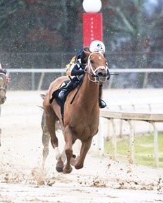 Monomoy Girl - Horse Profile - BloodHorse