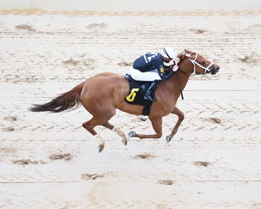 Monomoy Girl - Horse Profile - BloodHorse