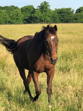 On Racing: Even in Retirement, Perfect Drift Fights On - BloodHorse