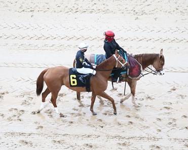 Monomoy Girl - Horse Profile - BloodHorse